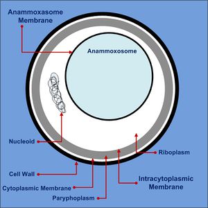 ANAMMOX (anoxic ammonia oxidation) che cosa è? – TECNICHE INNOVATIVE ...