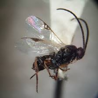 Micronaturale: USO DI APANTELES SPP. IN LOTTA BIOLOGICA – TECNICHE ...