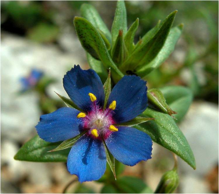 La coltivazione MICRONATURALE di Anagallis linifolia – TECNICHE ...