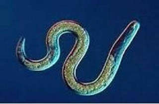 Micronaturale: I NEMATODI E I FUNGHI PREDATORI – TECNICHE INNOVATIVE ...