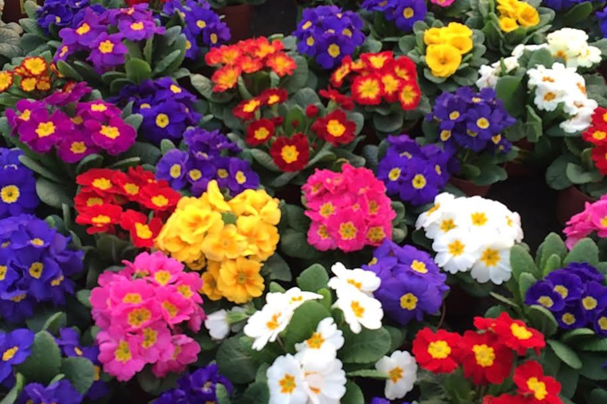 Le api e la percezione dei colori – TECNICHE INNOVATIVE PER LA ...